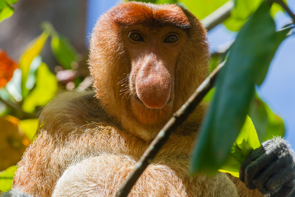 Bako National Park: Seeing Proboscis monkeys • You Must Roam • Borneo
